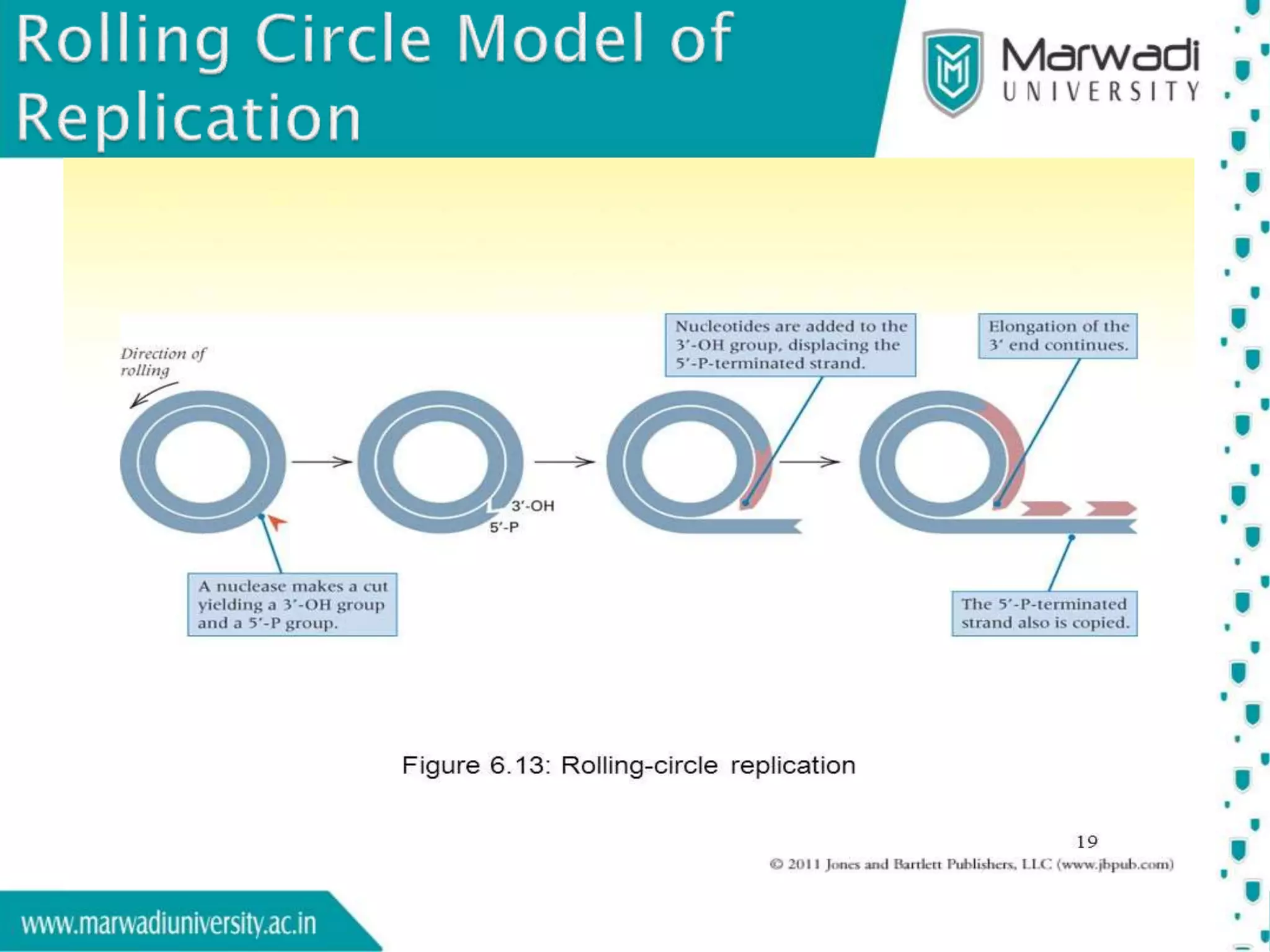Replicative mechanisms of Plasmid and Circular Genomes | PPT