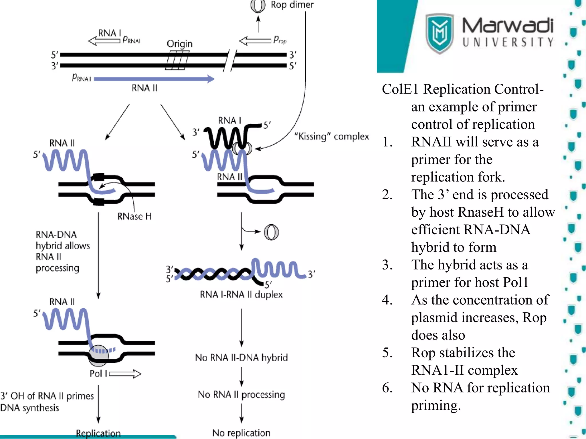 Replicative mechanisms of Plasmid and Circular Genomes | PPT