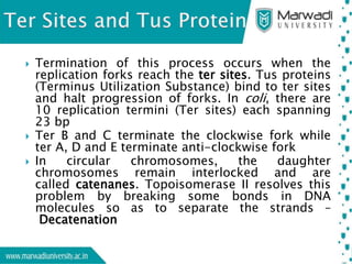 Replicative mechanisms of Plasmid and Circular Genomes | PPTX