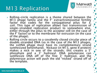 Replicative mechanisms of Plasmid and Circular Genomes | PPTX