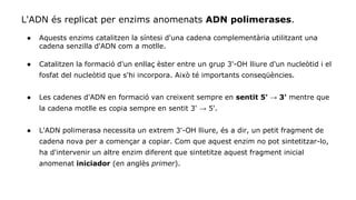 Replicació adn | PPTX