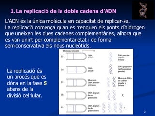 Replicació de l'ADN | PPT