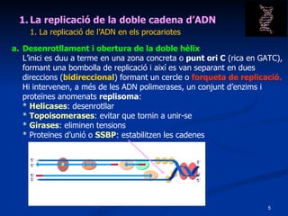 Replicació de l'ADN | PPT