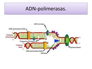 Replicación de adn | PPTX | Genetics | Science