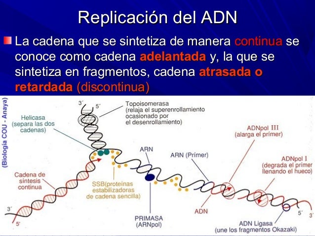 Replicación del adn