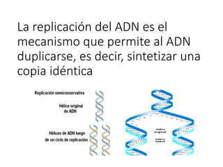 Replica del ADN | PPTX