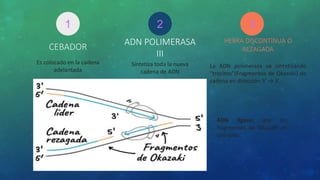 Replicación del ADN | PPTX