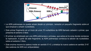 Replicación del adn2 | PPTX