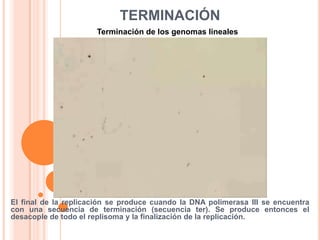 Replicación del dna | PPTX