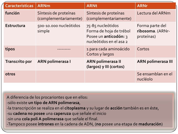 Cuadro Comparativo De Adn Y Arn Semejanzas Y Diferencias Esta