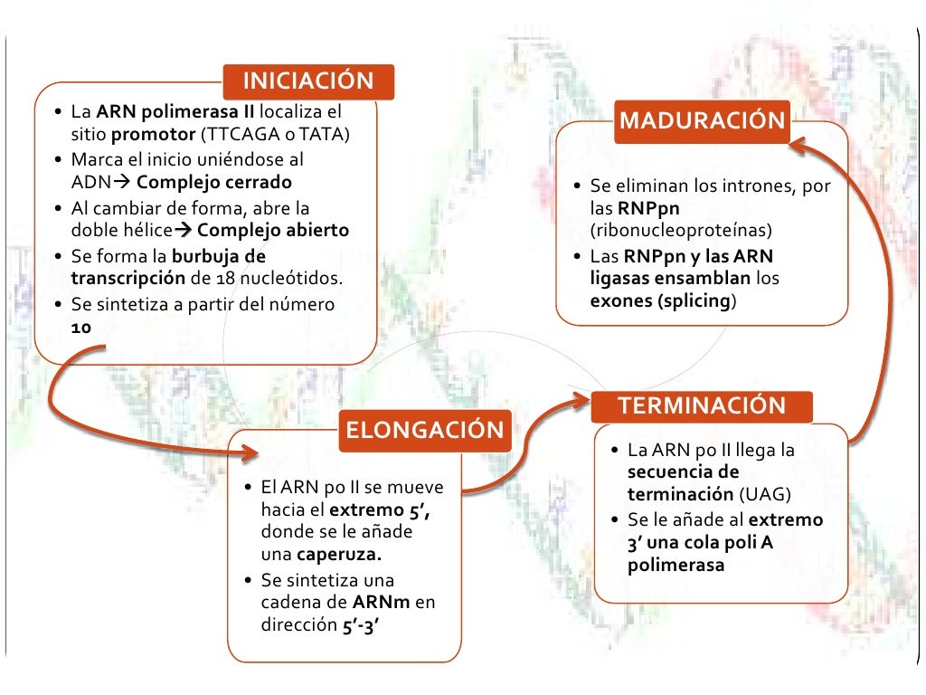 Replicación, transcripción y traducción del adn