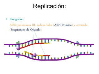 Replicación, Transcripción y Traducción del ADN | PDF