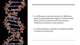 Replicación de ADN, Mitosis y Meiosis, Ciclo Celular.pptx