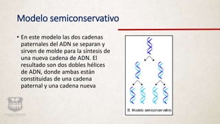 Replicacion del adn | PPTX