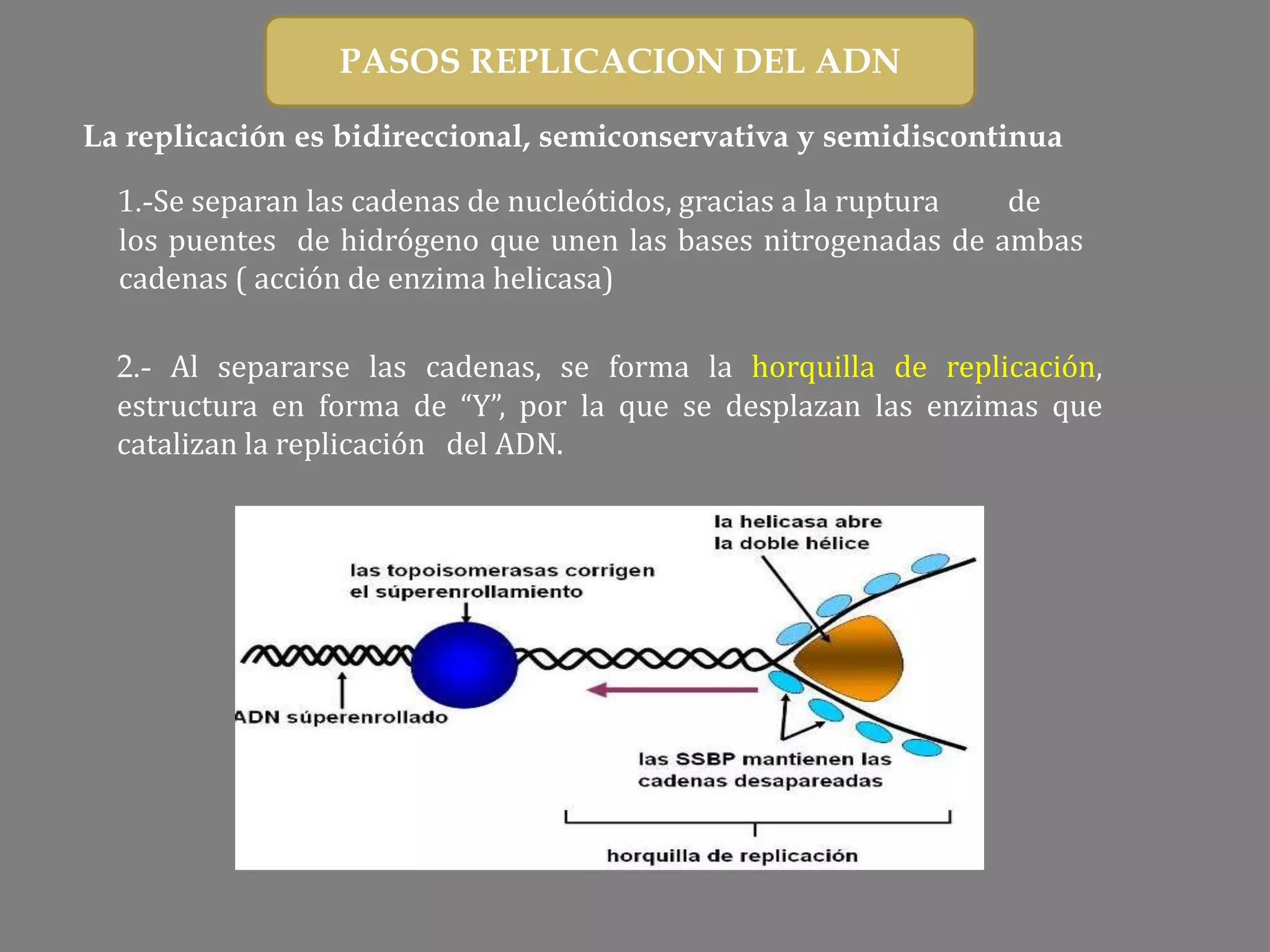 Replicacion del adn | PPTX
