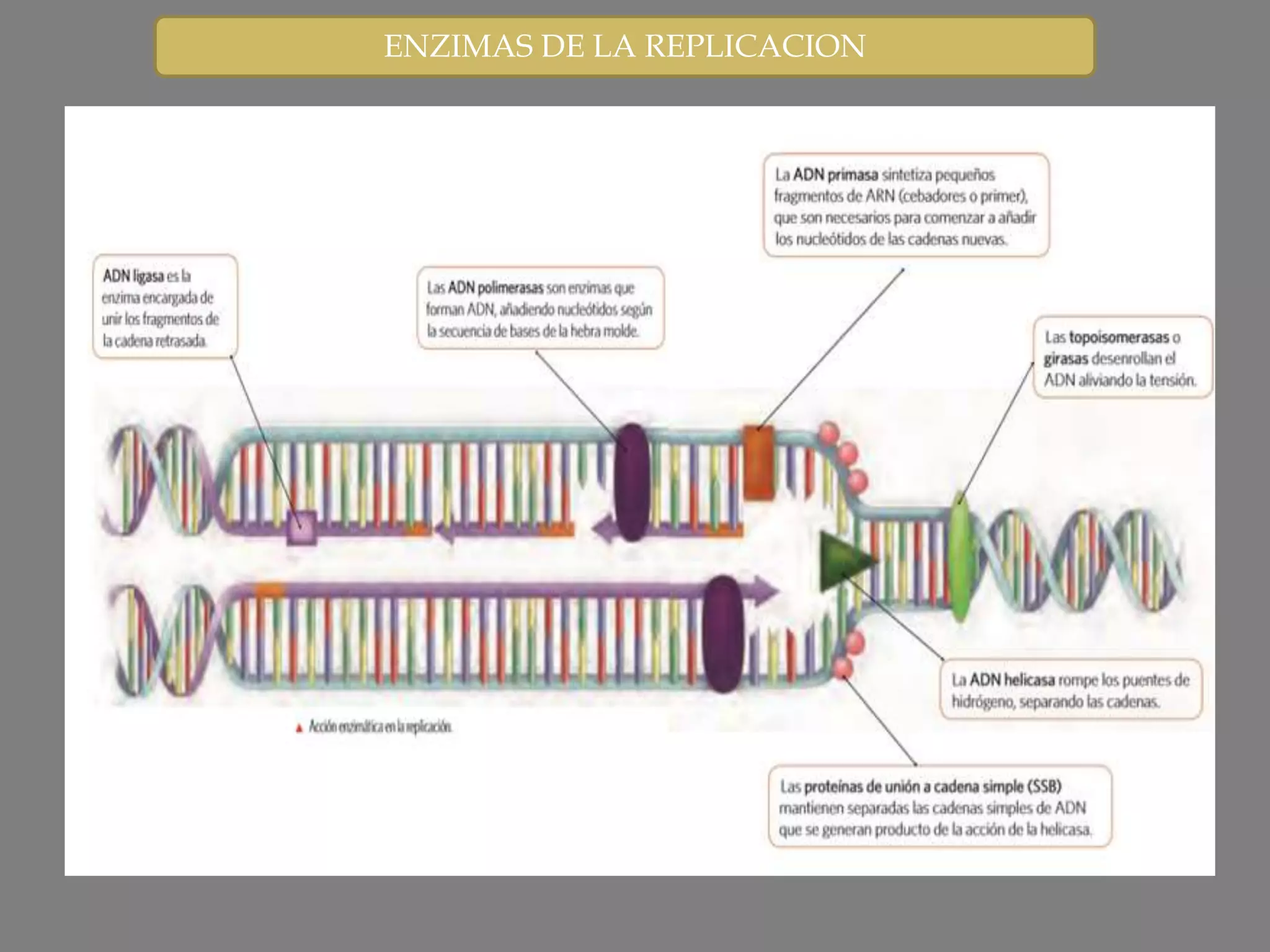 Replicacion del adn | PPTX
