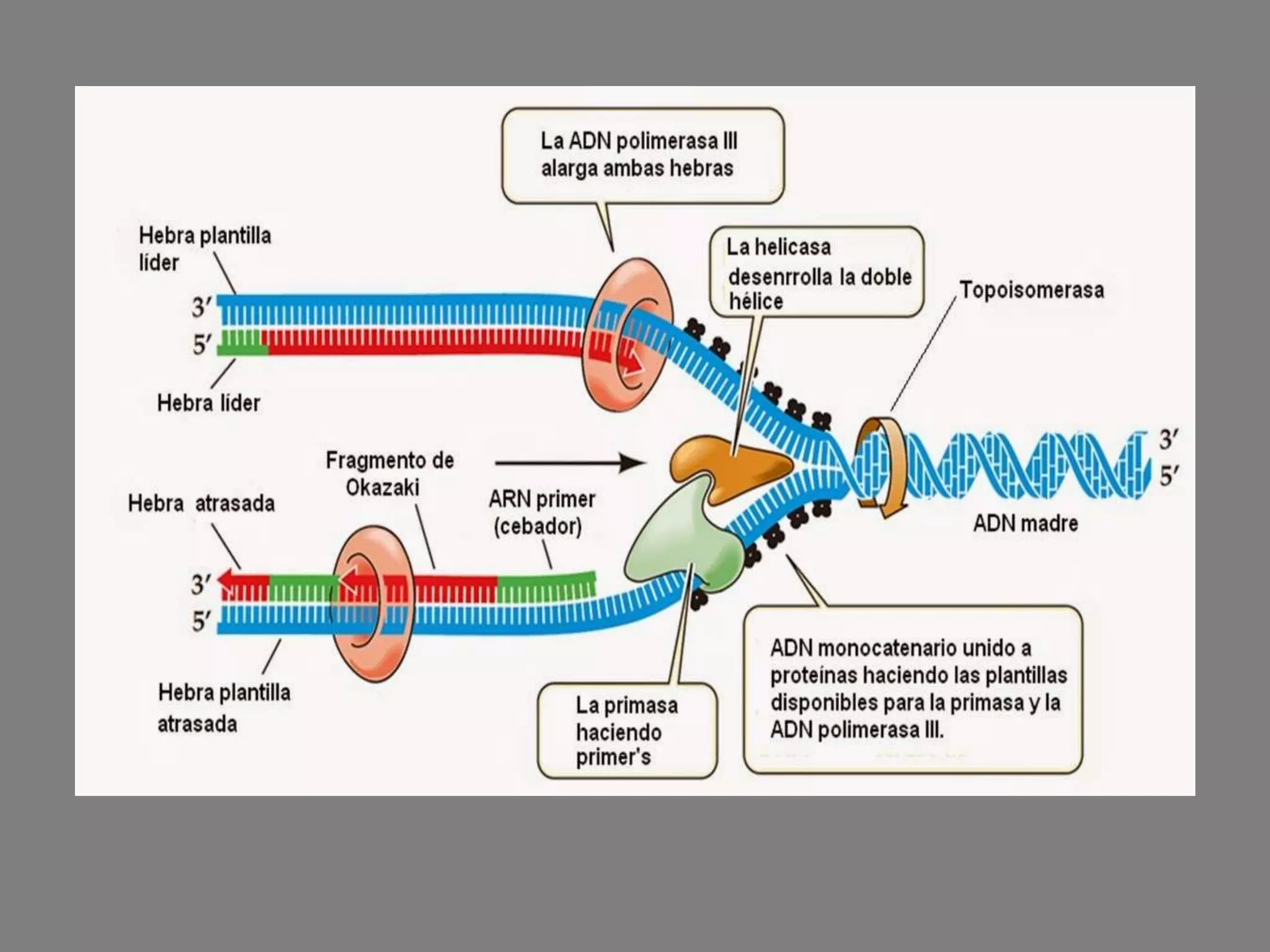 Replicacion del adn | PPTX