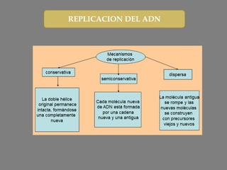 Replicacion del adn | PPTX