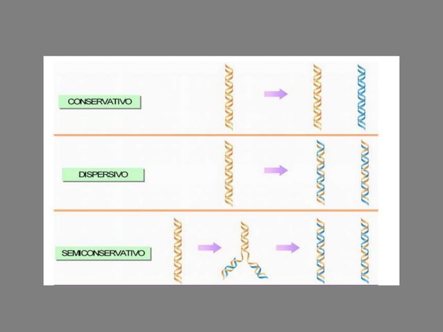 Replicacion del adn | PPTX