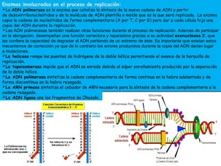 replicacion del ADN.ppt diapositivasenpdf | PPT