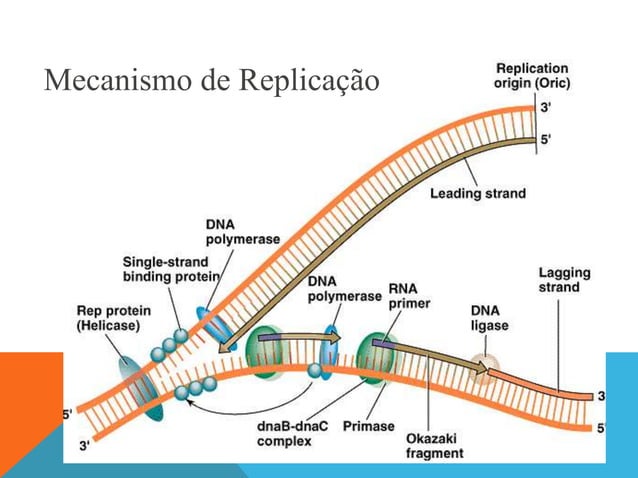Replicação do DNA