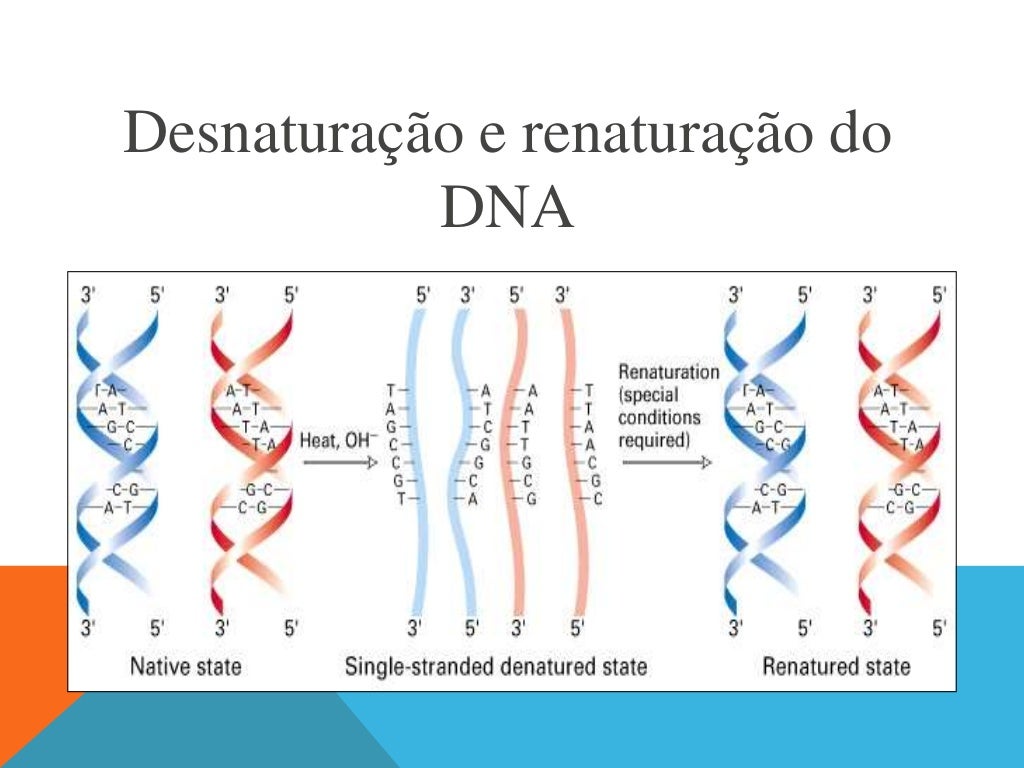 Replicação do DNA