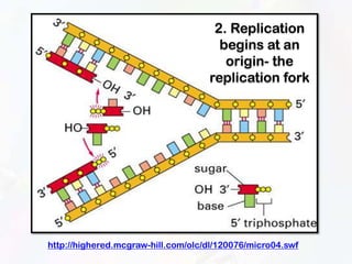 Dna Replication Fork Mcgraw Hill