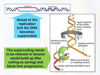 Dna Replication Fork Mcgraw Hill