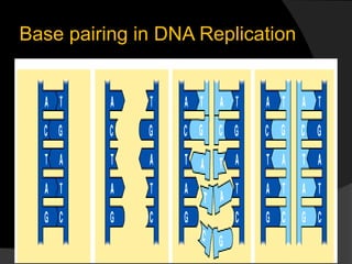 DNA Replication | PPT