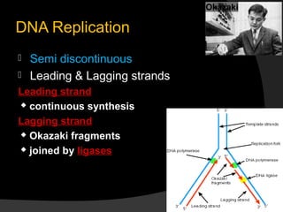 DNA Replication | PPT