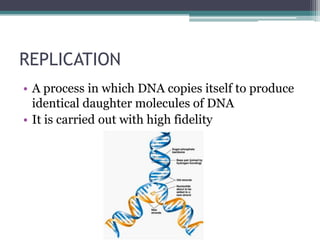 Dna Replication