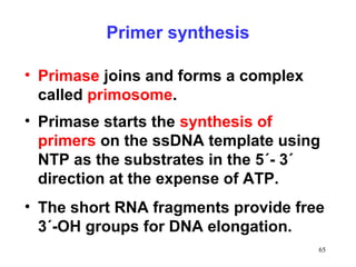 DNA Replication in eukaryotes and prokaryotes | PPT