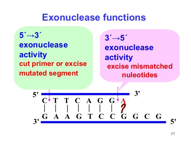 DNA Replication in eukaryotes and prokaryotes