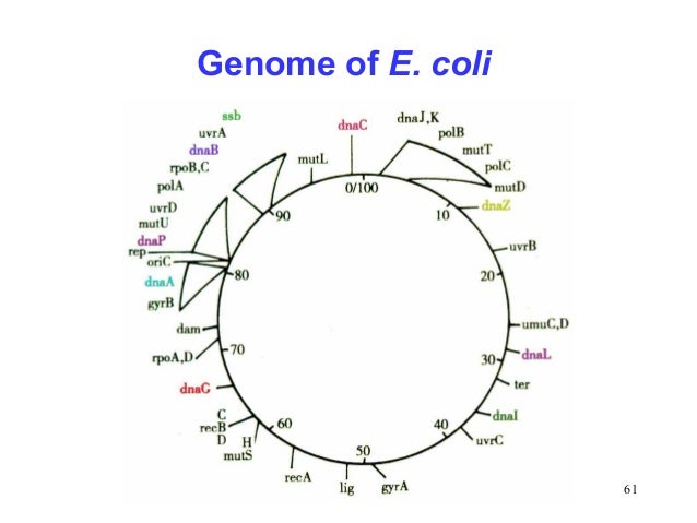DNA Replication in eukaryotes and prokaryotes
