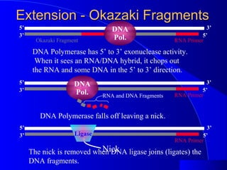 DNA Replication and Mutation | PPT
