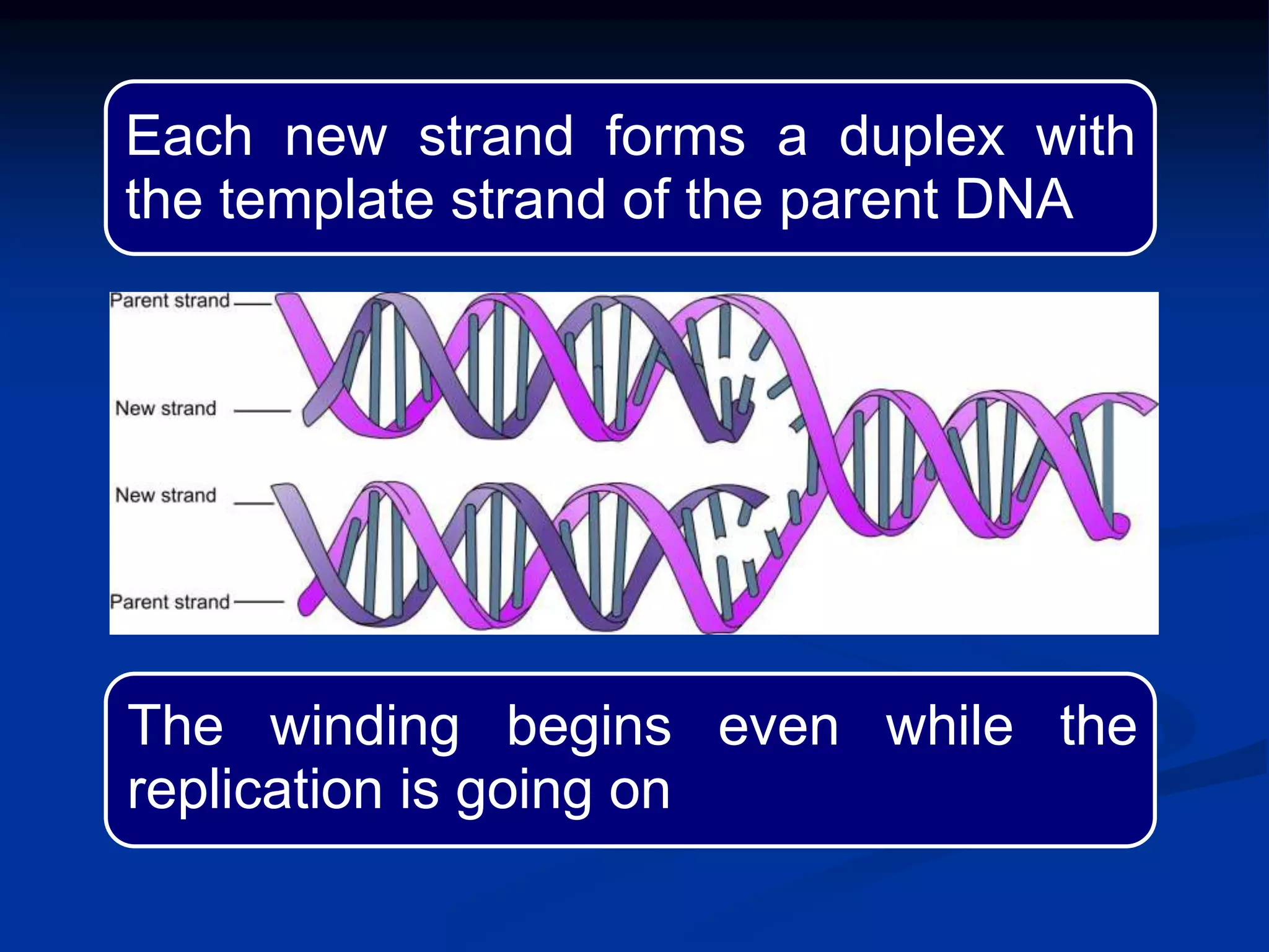Replication | PPTX | Chemistry | Science