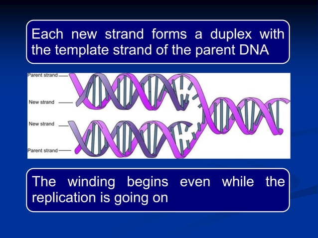 Replication | PPTX | Chemistry | Science
