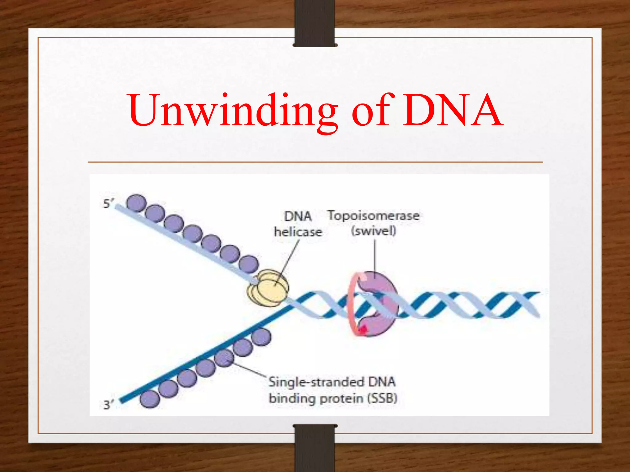 Replication | PPTX | Chemistry | Science