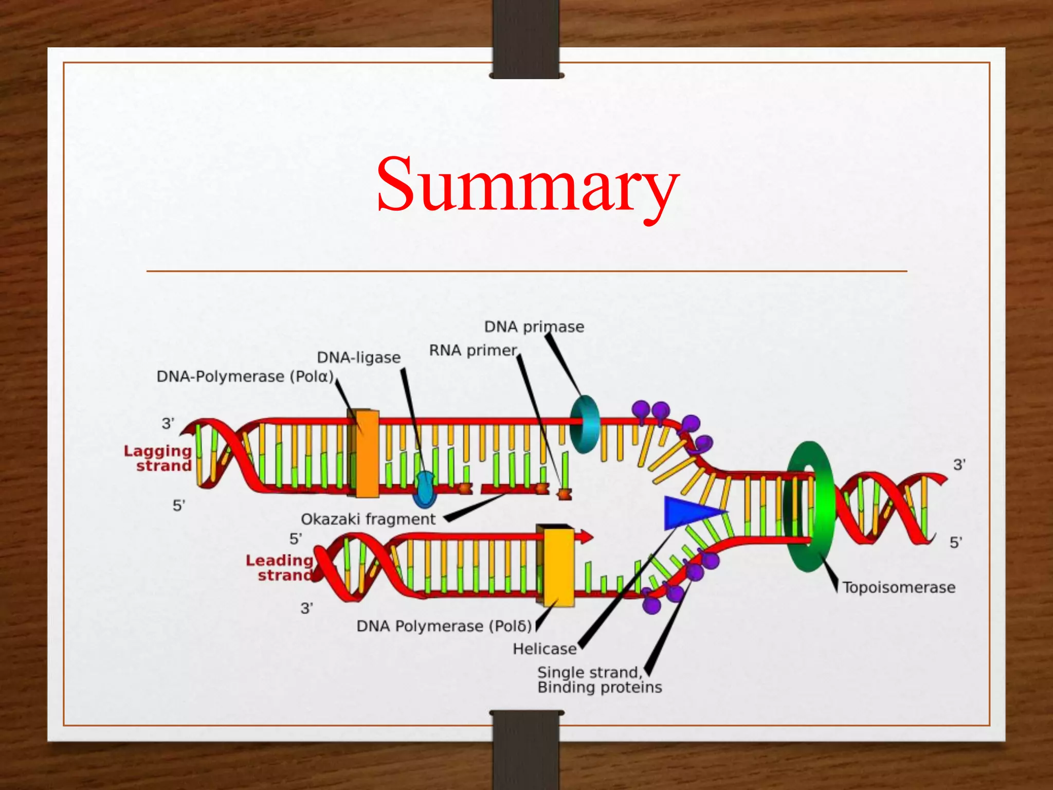 Replication | PPTX | Chemistry | Science