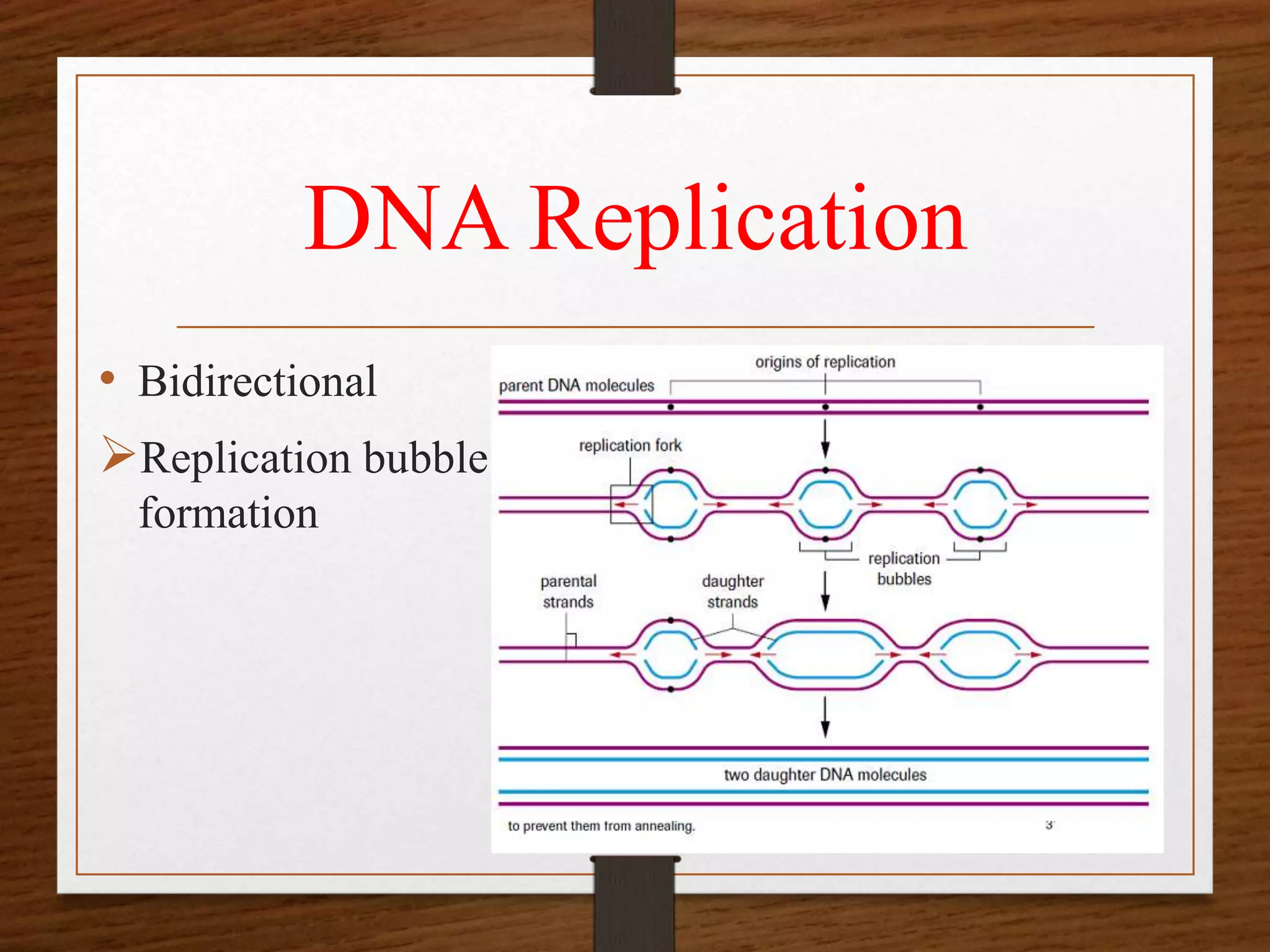 Replication | PPTX | Chemistry | Science