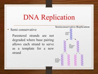 Replication | PPTX | Chemistry | Science
