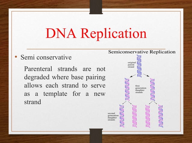 Replication | PPTX | Chemistry | Science