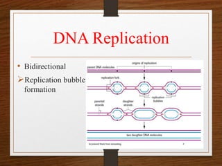 Replication | PPTX | Chemistry | Science