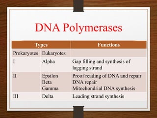 Replication | PPTX | Chemistry | Science