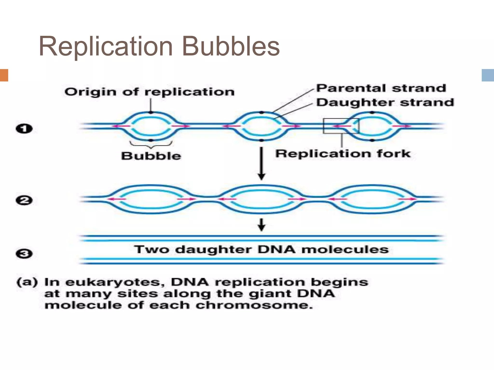 Replication of DNA | PPTX | Biological Sciences | Science