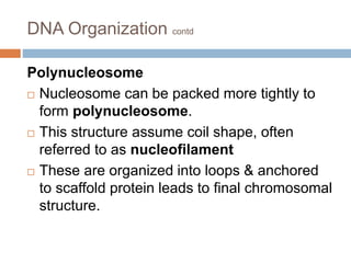 Replication of DNA | PPTX | Biological Sciences | Science