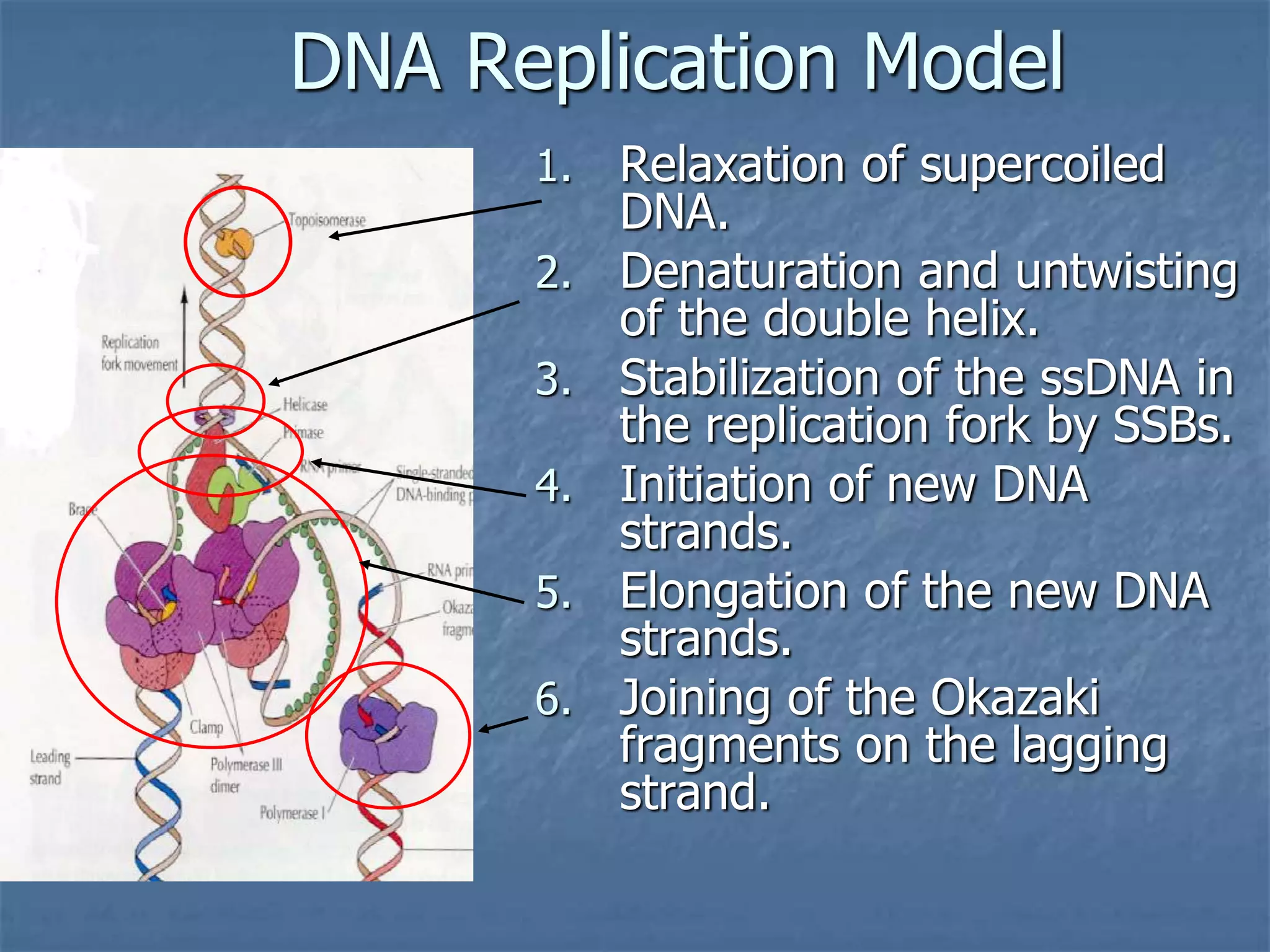 Replication | PPT