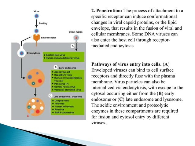 Replication.pptx | Free Download
