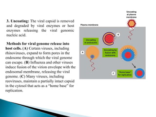 Replication.pptx | Free Download