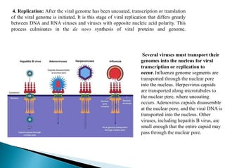 Replication.pptx | Free Download